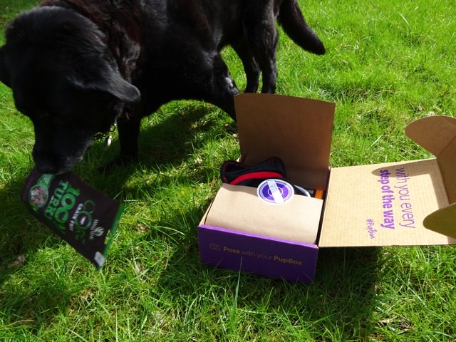PupBox Review: Dog Toys and Treats - Single Girl's DIY