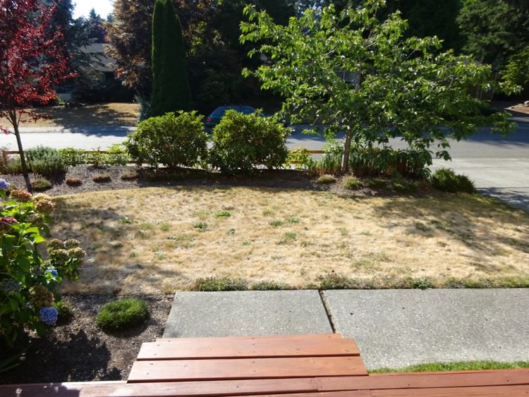 How to Create a No-Water Yard - Single Girl's DIY