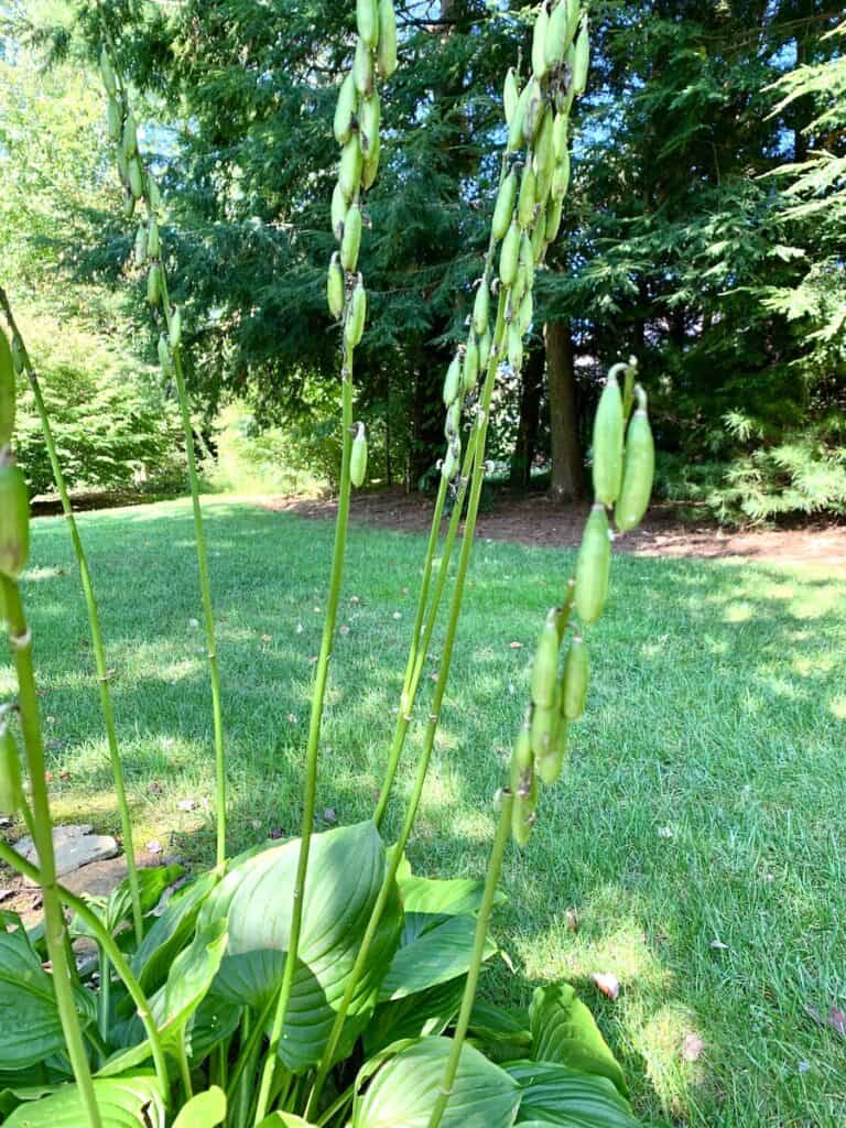 Tropical Placemat from Hosta Stems - Single Girl's DIY
