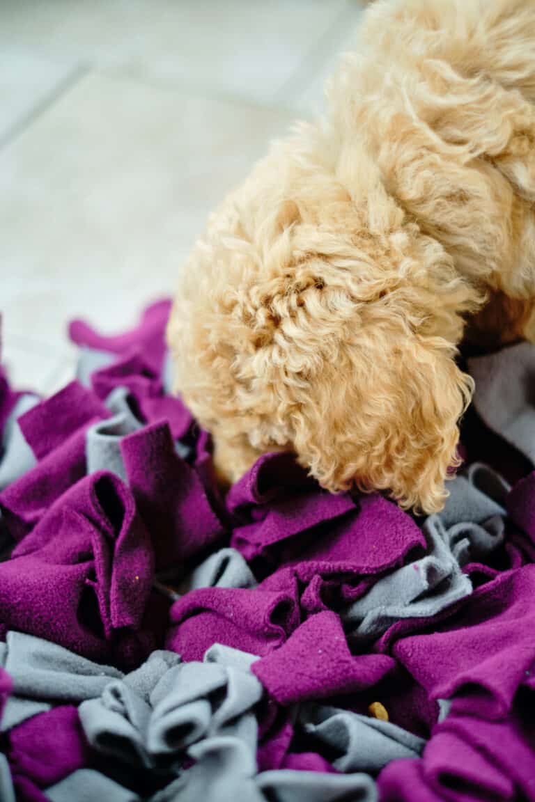 DIY Snuffle Mat for Dogs (3 Easy Steps) - Single Girl's DIY