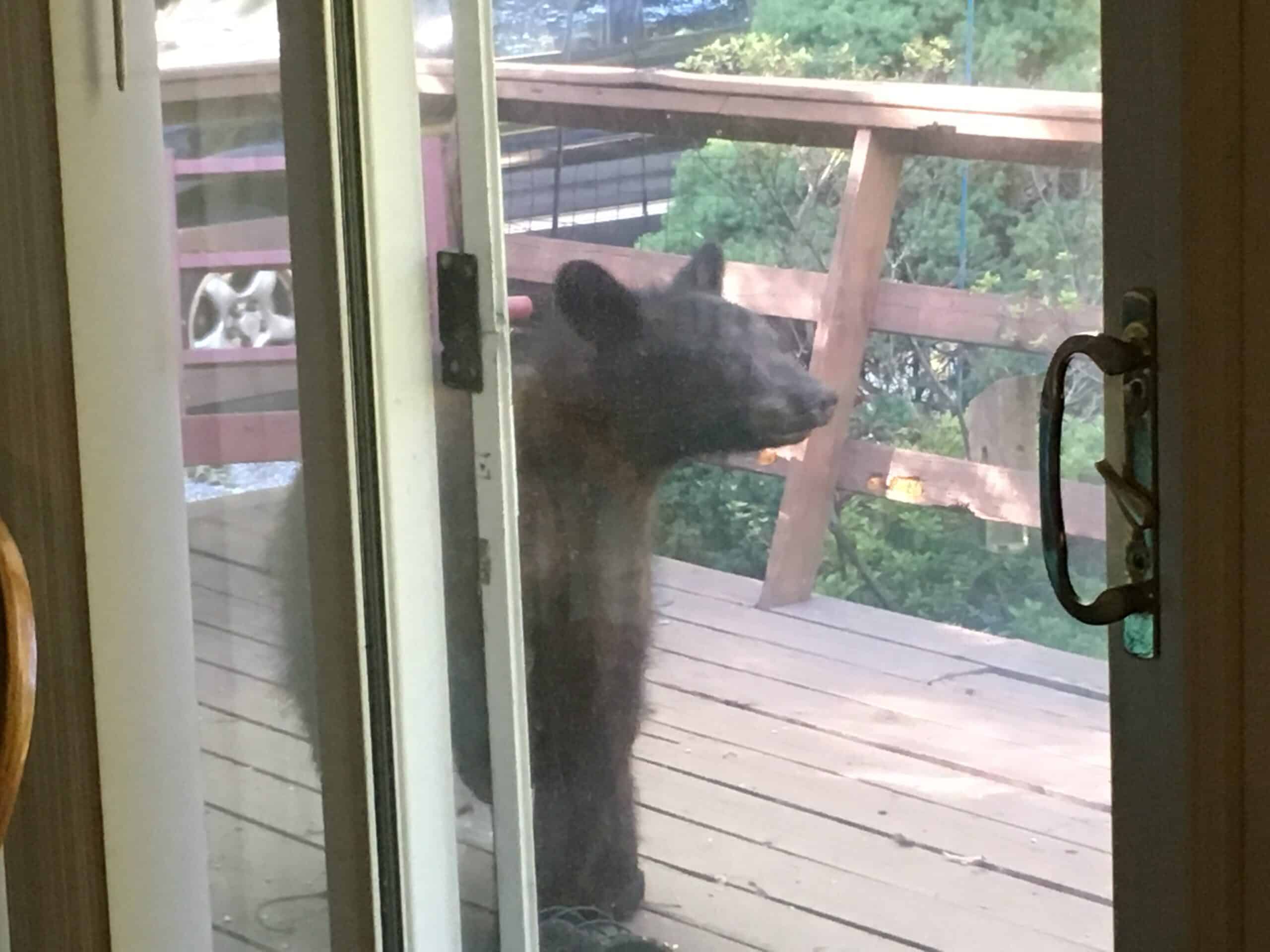 How to Stop Bears from Coming Into Your Yard - Single Girl's DIY