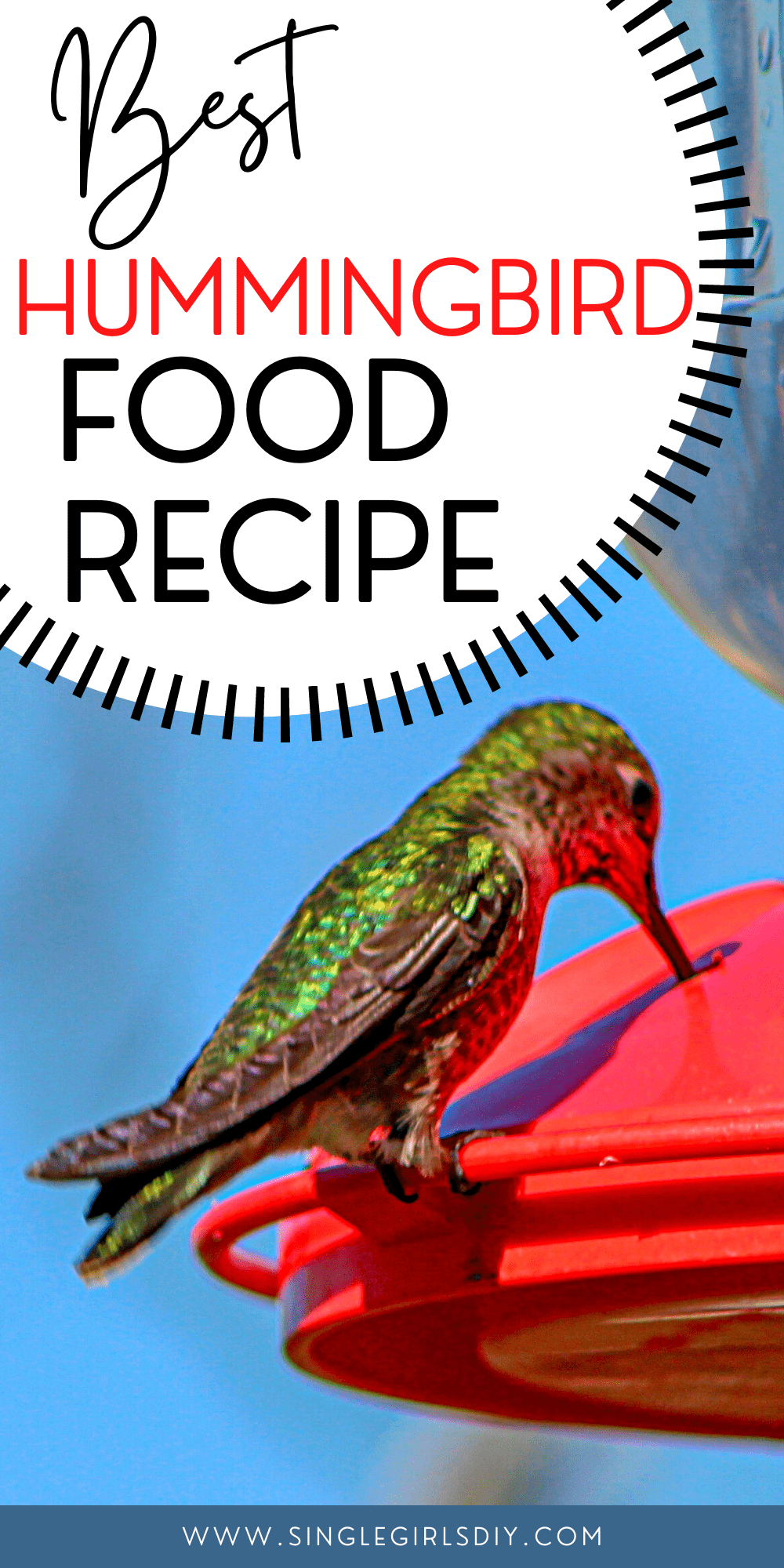 Homemade Hummingbird Food Recipe - Single Girl's DIY