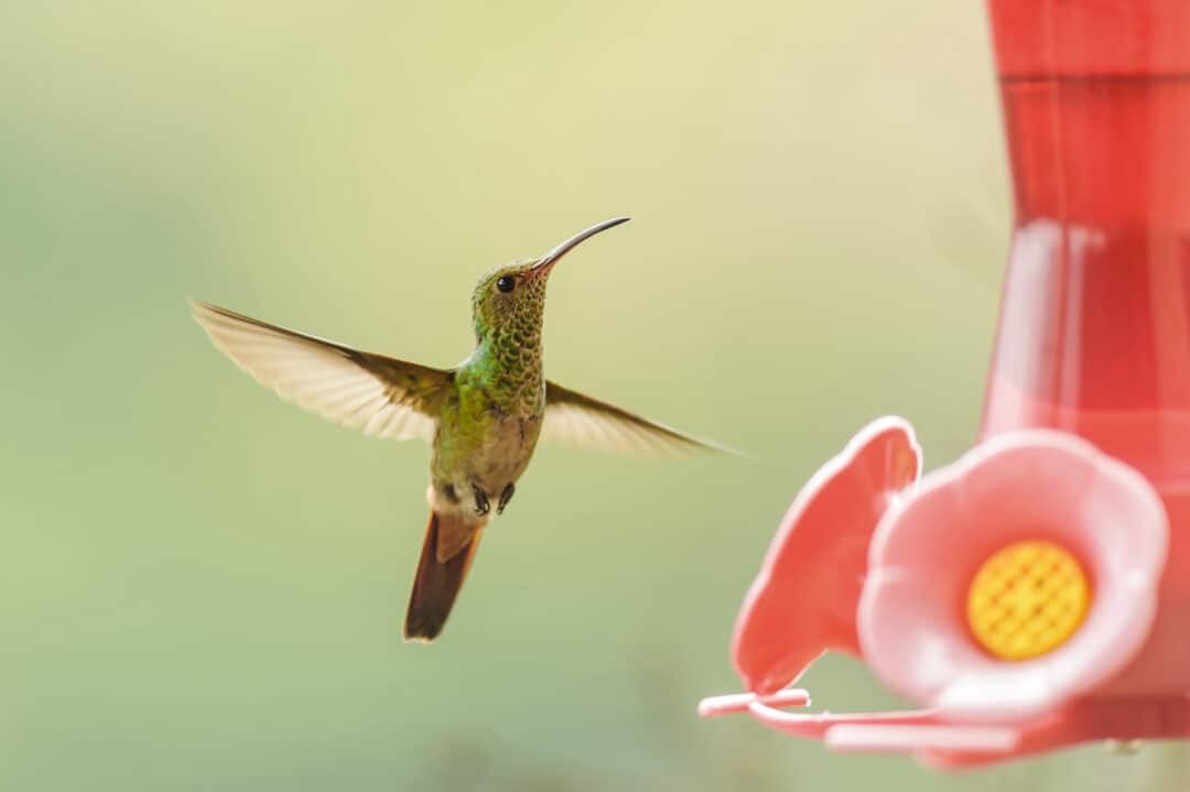 Homemade Hummingbird Food Recipe - Single Girl's DIY
