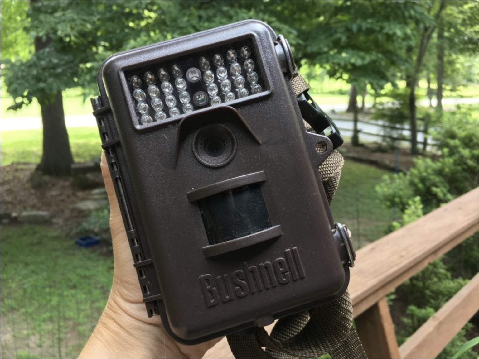 How to Stop Bears from Coming Into Your Yard - Single Girl's DIY