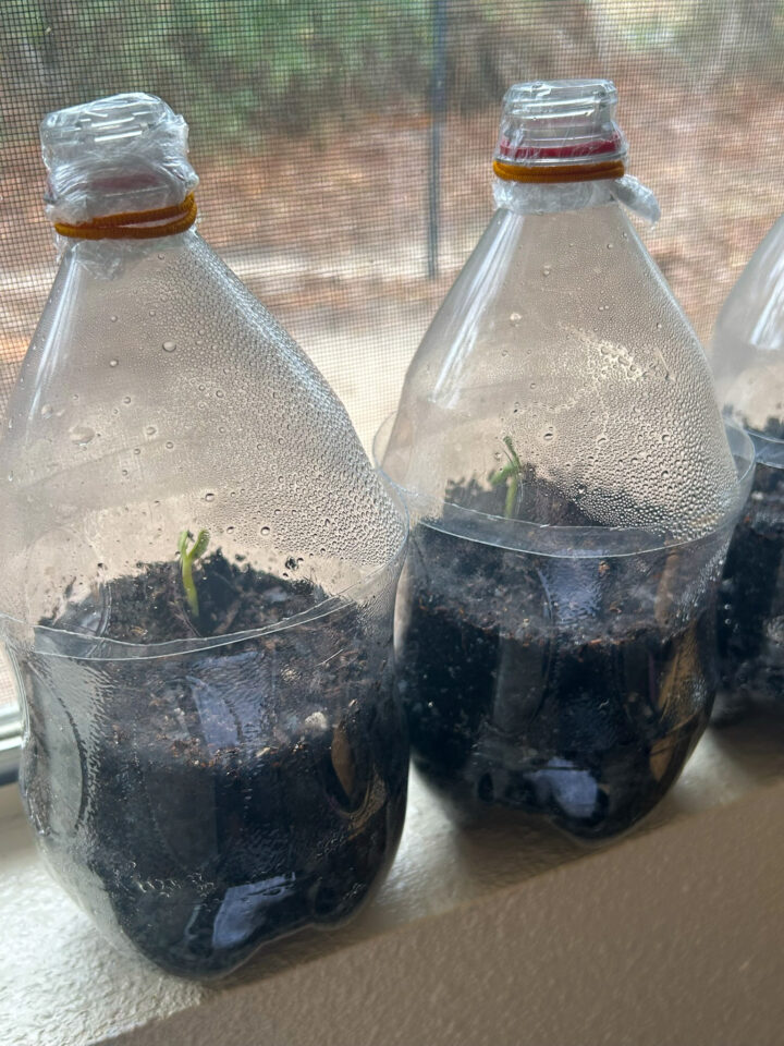 DIY Soda Bottle Greenhouse: How to Start Seeds in a 2 Liter Plastic Bottle - Single Girl's DIY