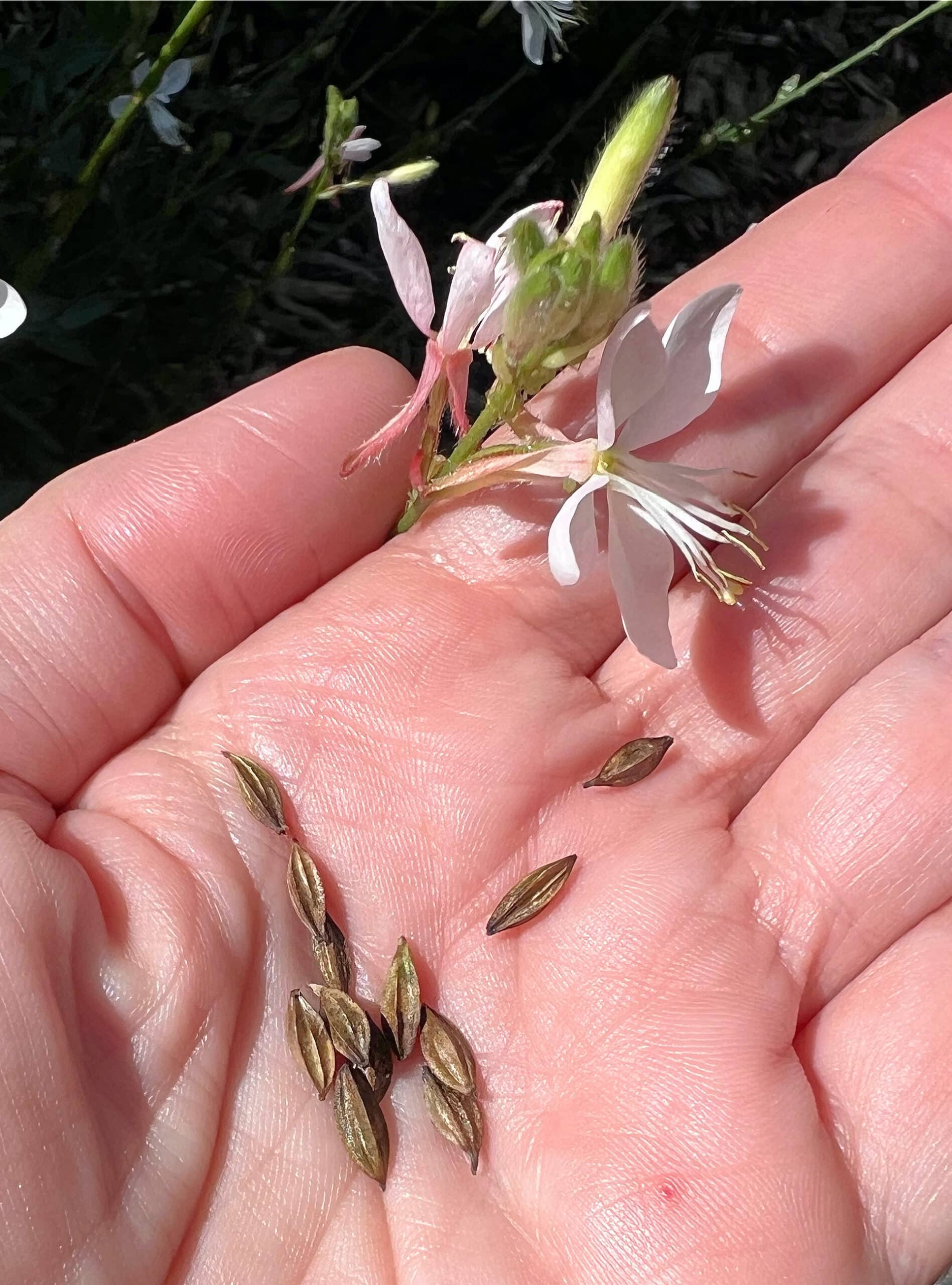 How to Save Guara Seeds (To Plant Next Year) - Single Girl's DIY