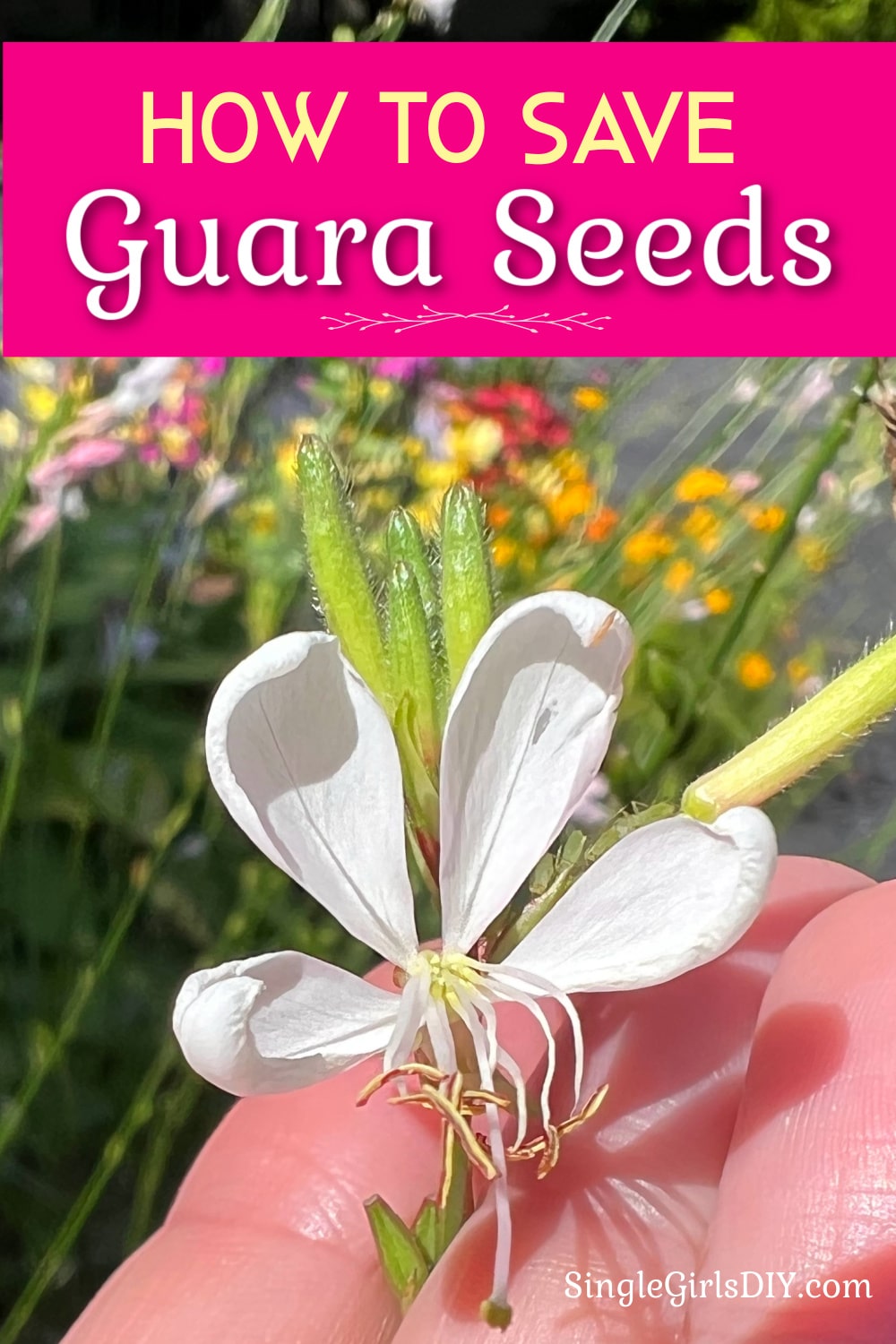 How to Save Guara Seeds (To Plant Next Year) - Single Girl's DIY