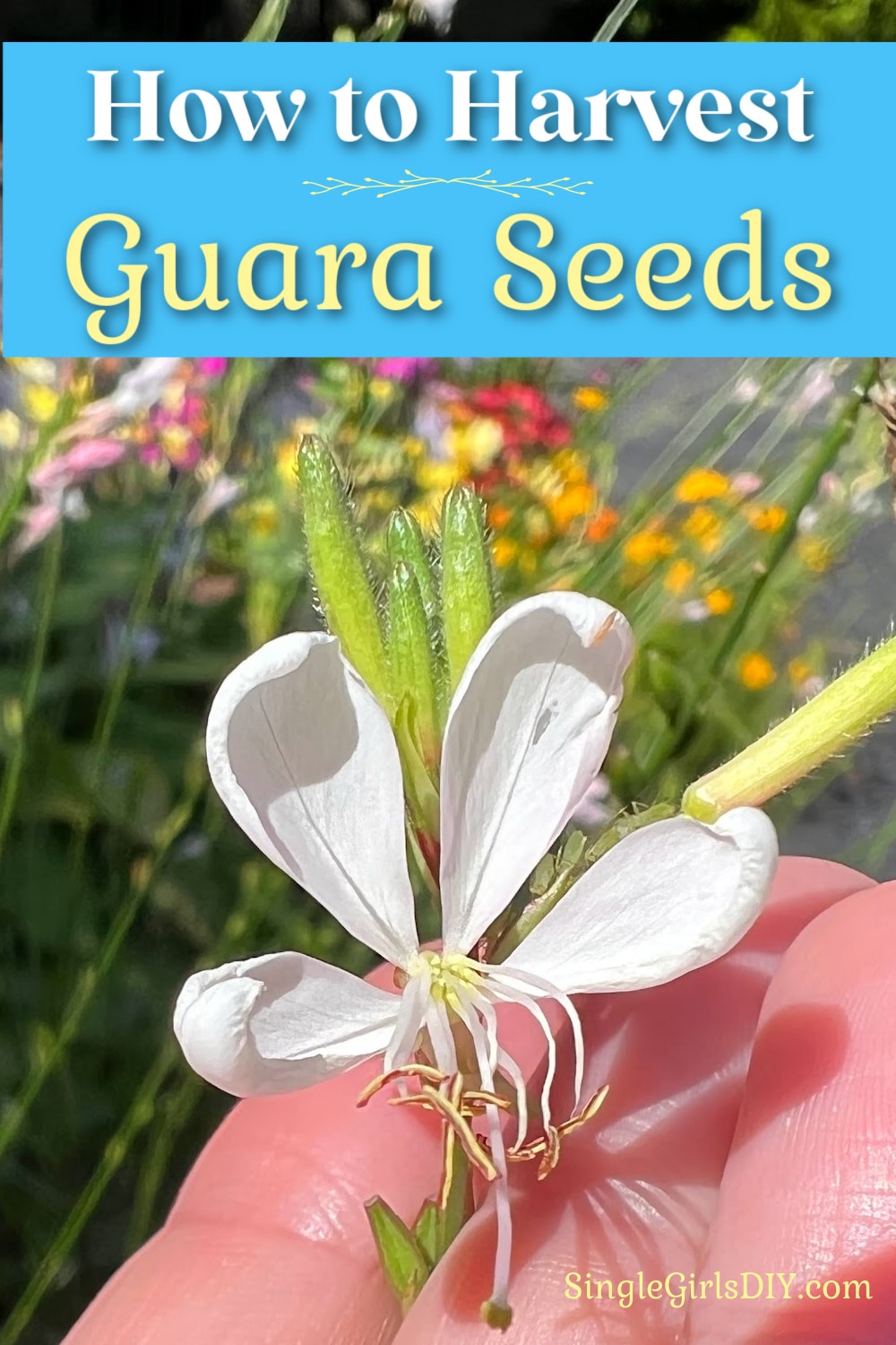 How to Save Guara Seeds (To Plant Next Year) - Single Girl's DIY