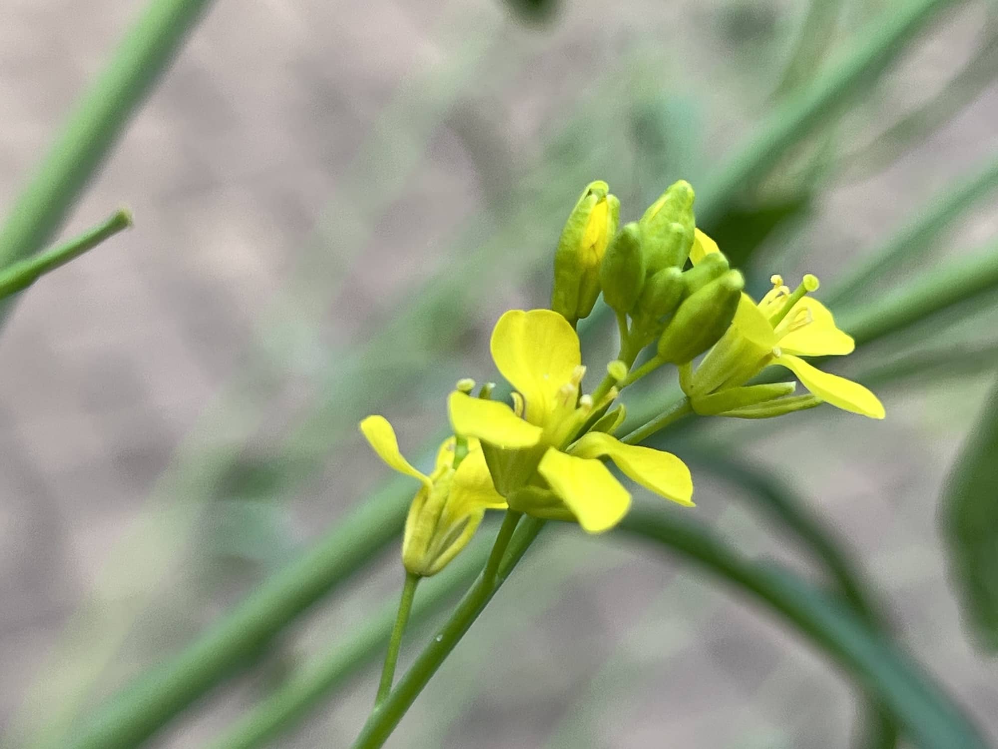 How to Save Mustard Green Seeds (To Plant Next Year) - Single Girl's DIY