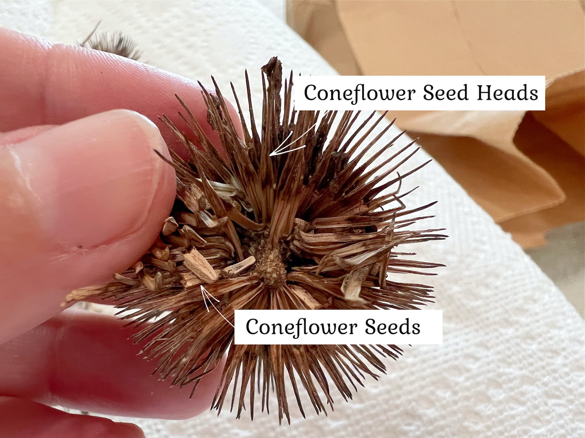 How to Harvest Coneflower Seeds (Echinacea) - Single Girl's DIY