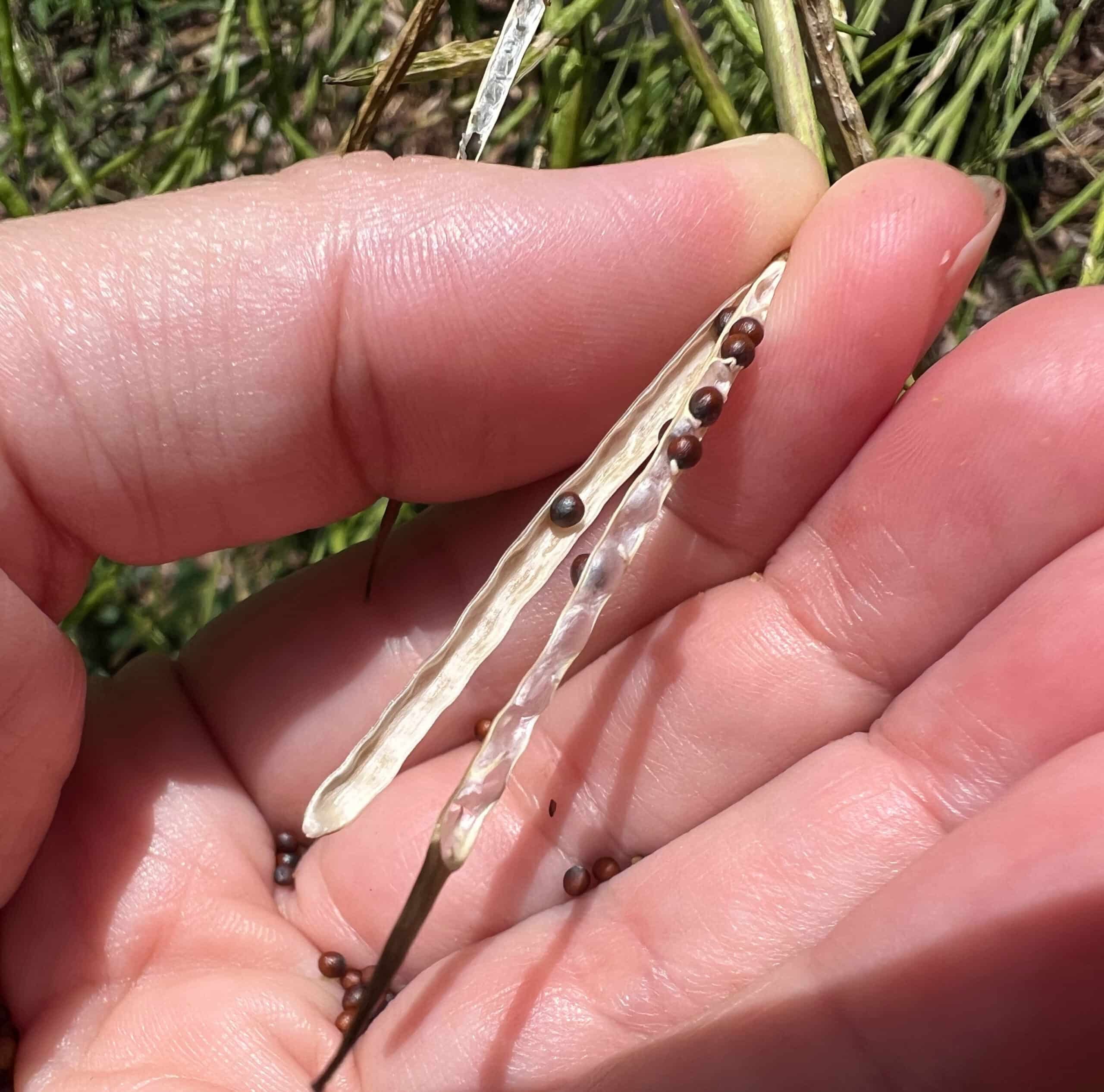 How to Save Mustard Green Seeds (To Plant Next Year) - Single Girl's DIY